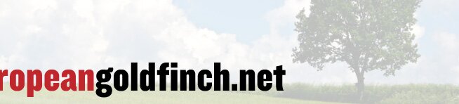 European Goldfinch Dot Net